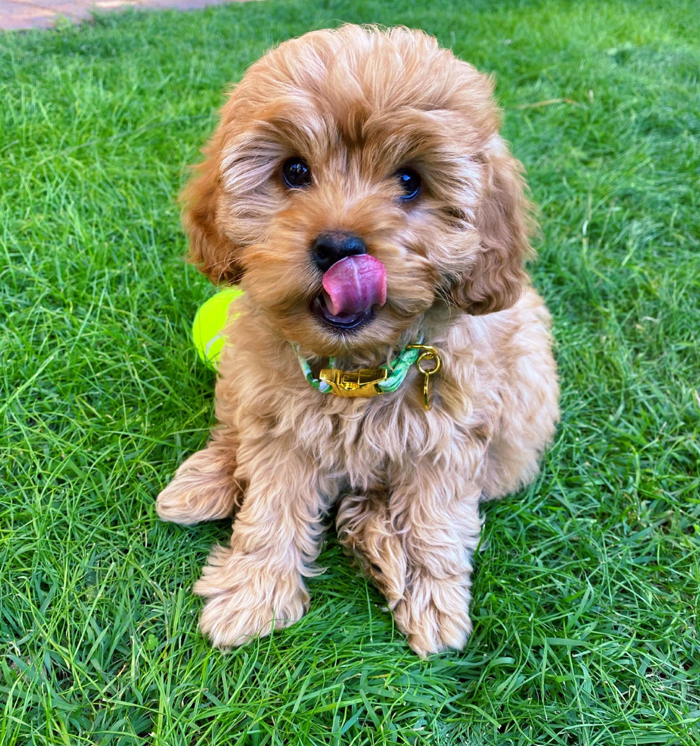 Cavoodles of Brisbane North, responsible breeder in Queensland - RightPaw