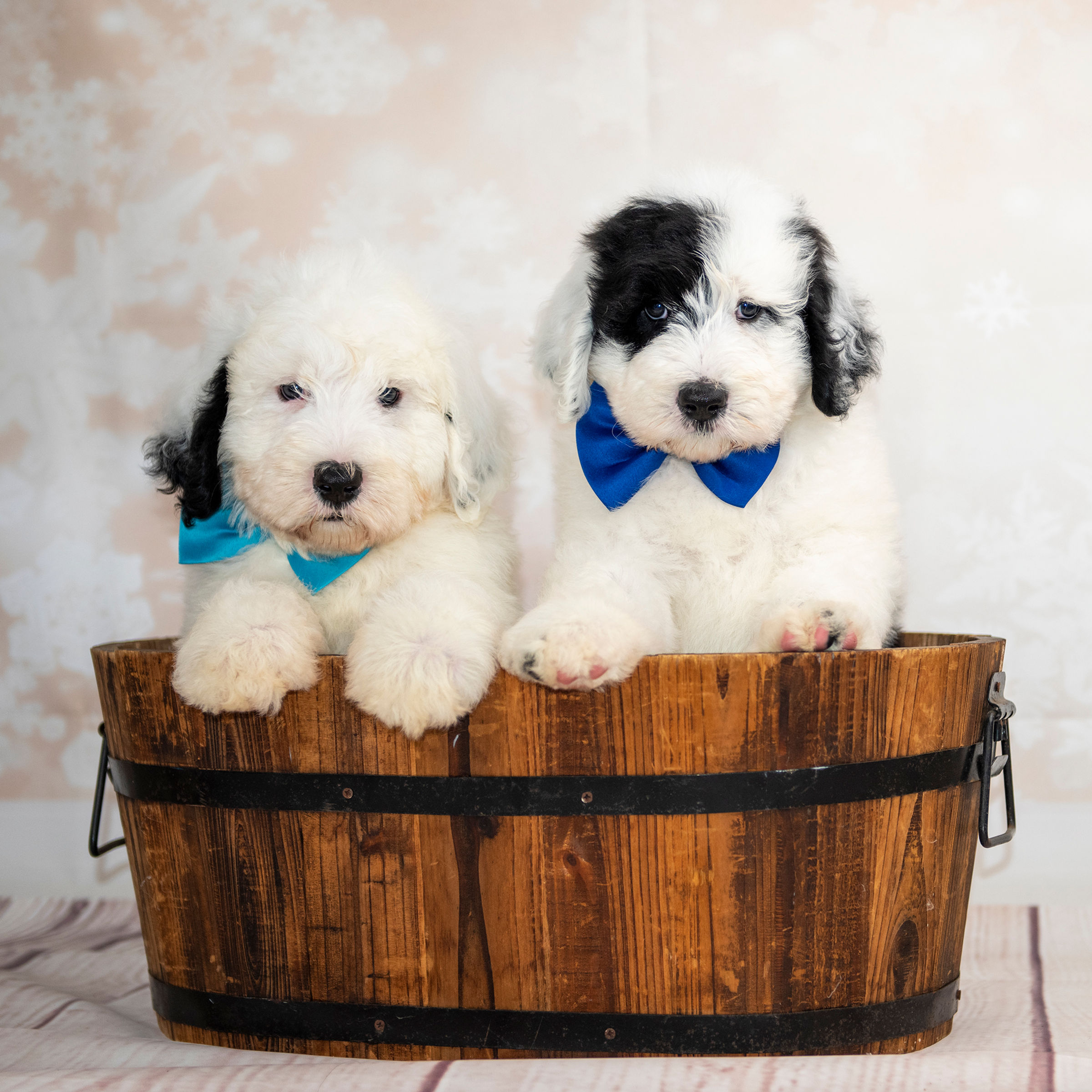 Belloui Sheepadoodles, responsible breeder in Queensland - RightPaw