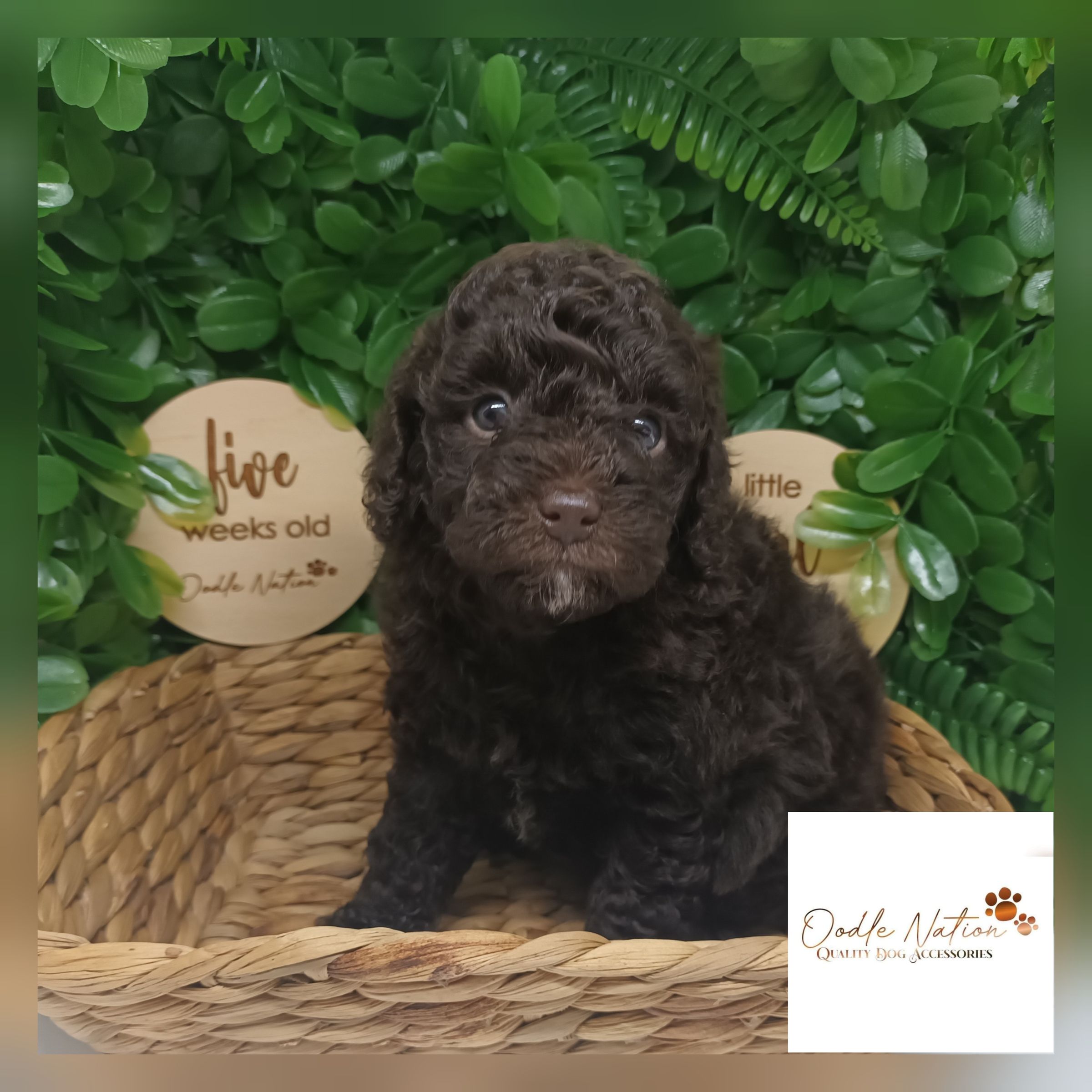 Oodle Nation- Toy Spoodles, responsible breeder in New South Wales ...