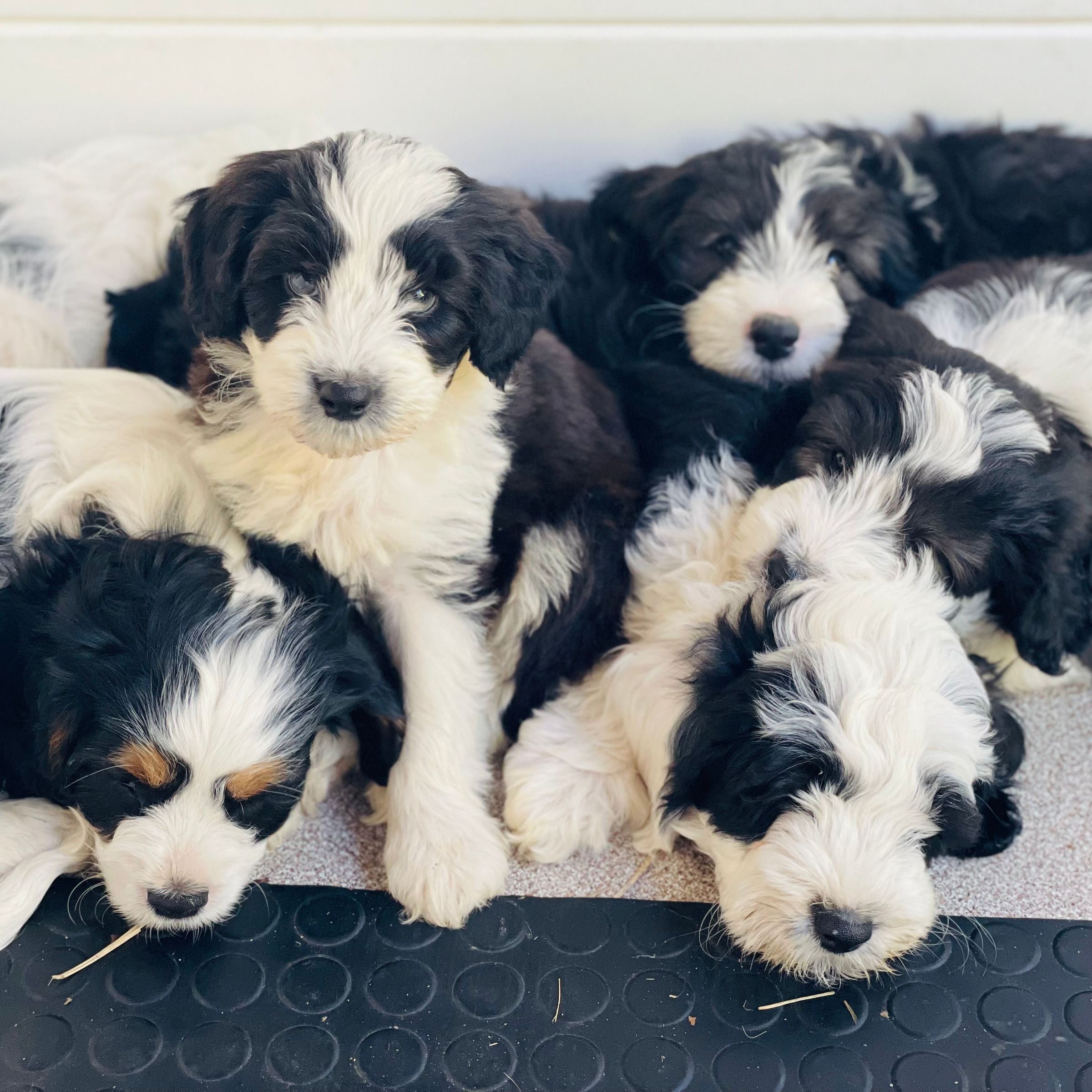 Melbourne Oodles Sheepadoodles, responsible breeder in Victoria - RightPaw