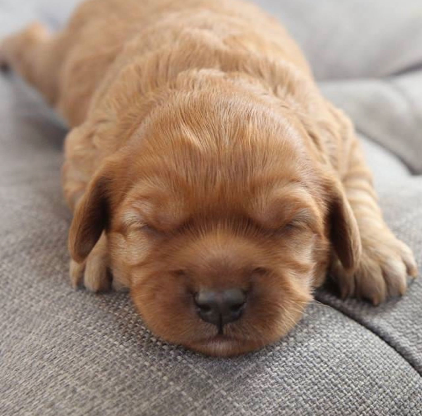 Glenroy Cavoodles South Australia, responsible breeder in South ...
