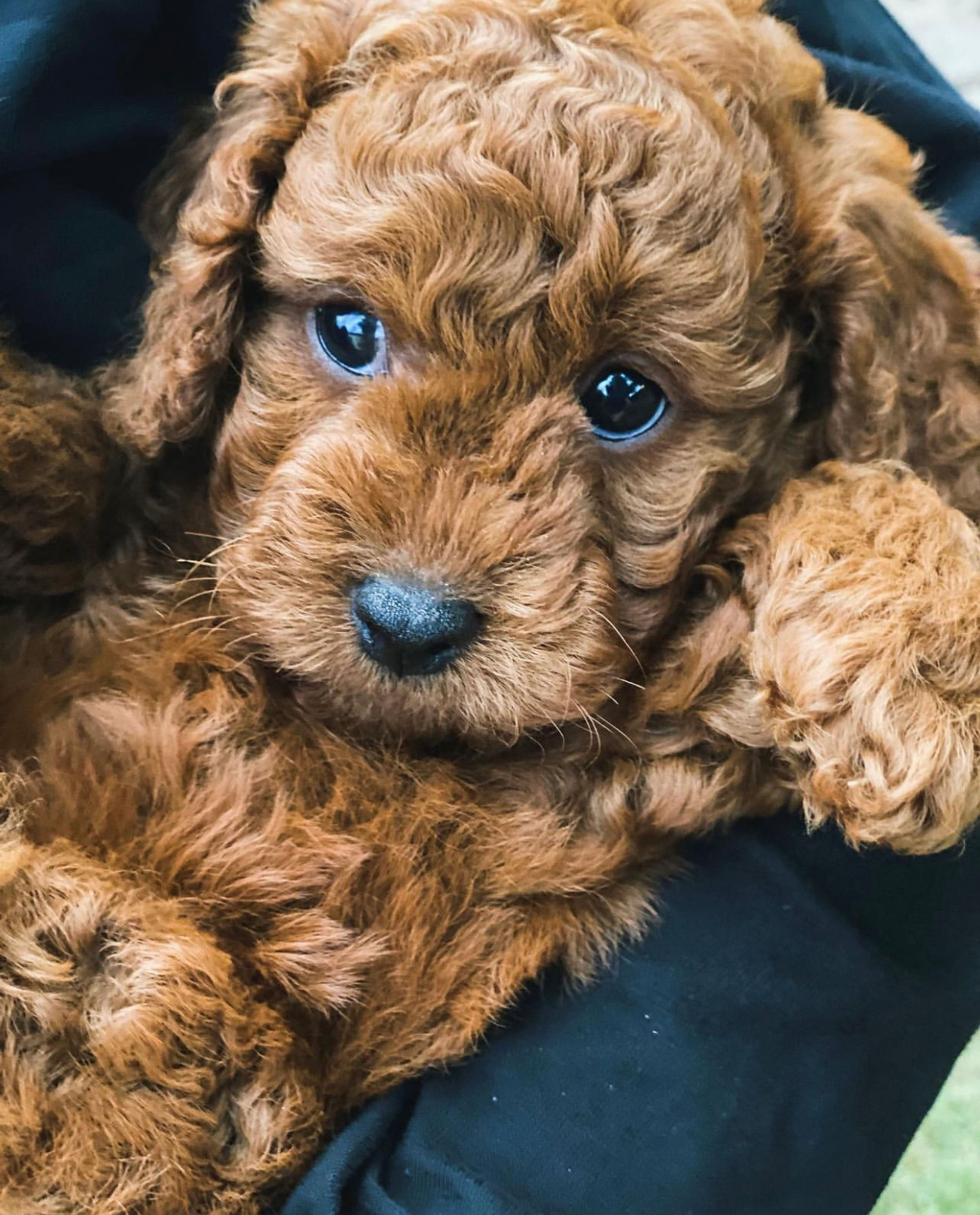 Glenroy Cavoodles South Australia, responsible breeder in South ...