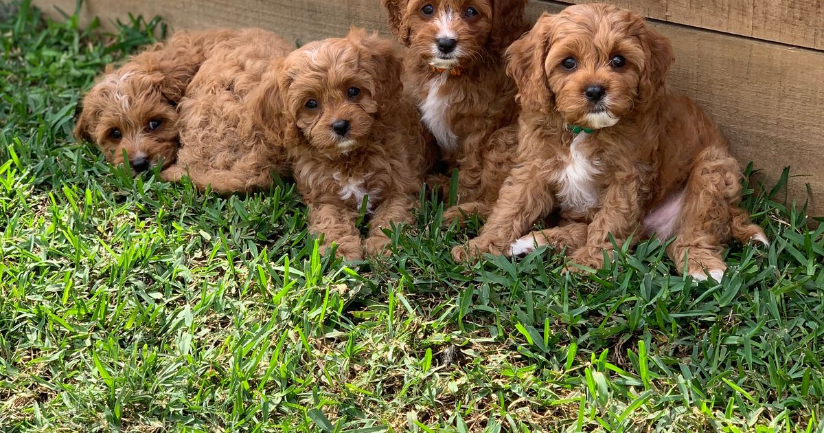 Qld Cavoodles First Generation., responsible breeder in Queensland ...