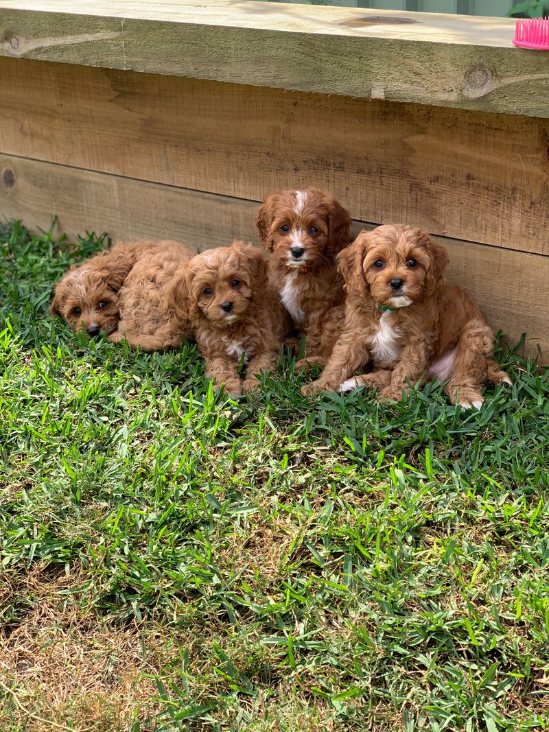 Qld Cavoodles First Generation., responsible breeder in Queensland ...