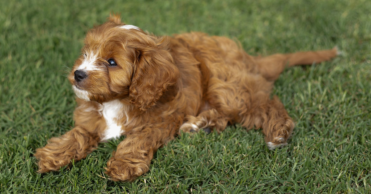 Qld Cavoodles First Generation., responsible breeder in Queensland ...