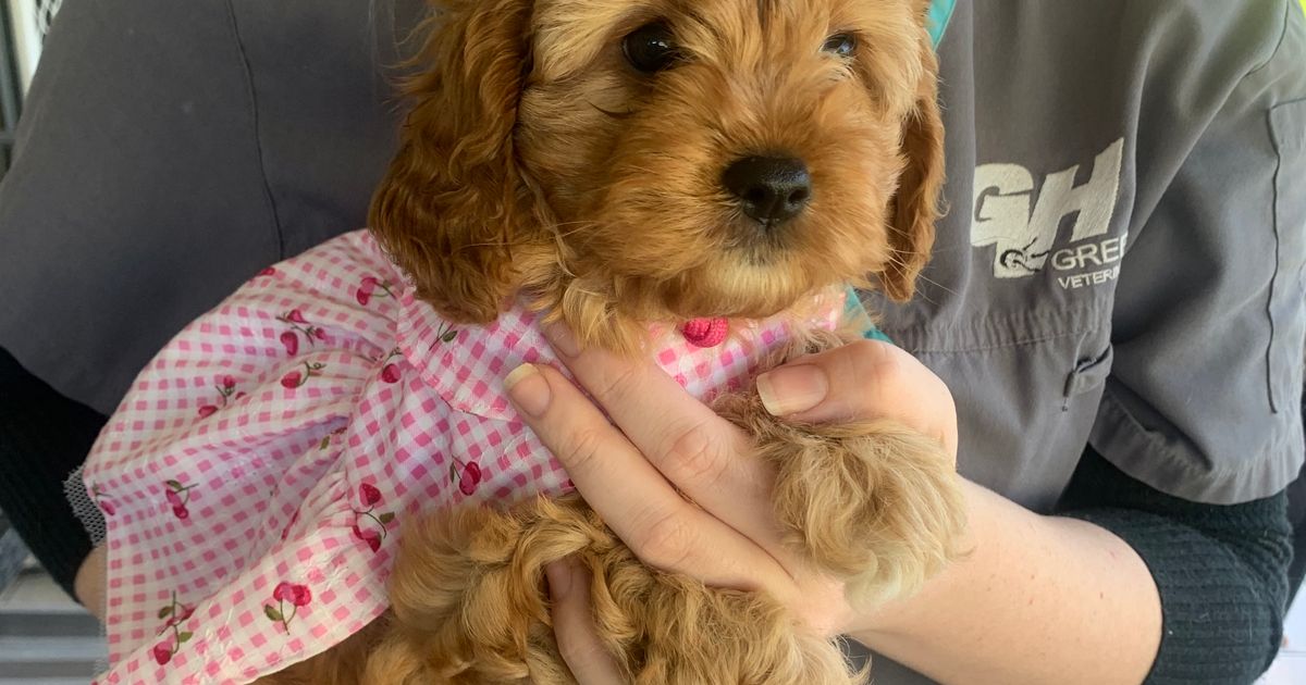 Qld Cavoodles First Generation., responsible breeder in Queensland ...