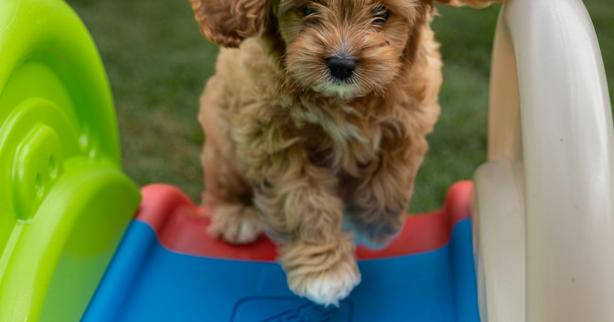 Qld Cavoodles First Generation., responsible breeder in Queensland ...