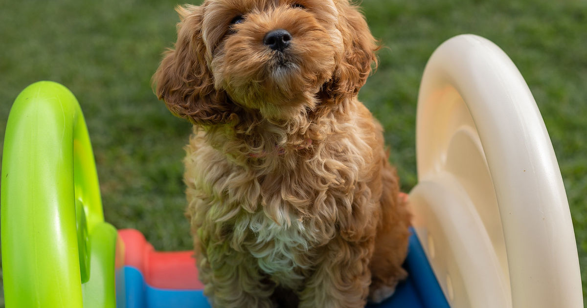 Qld Cavoodles First Generation., responsible breeder in Queensland ...
