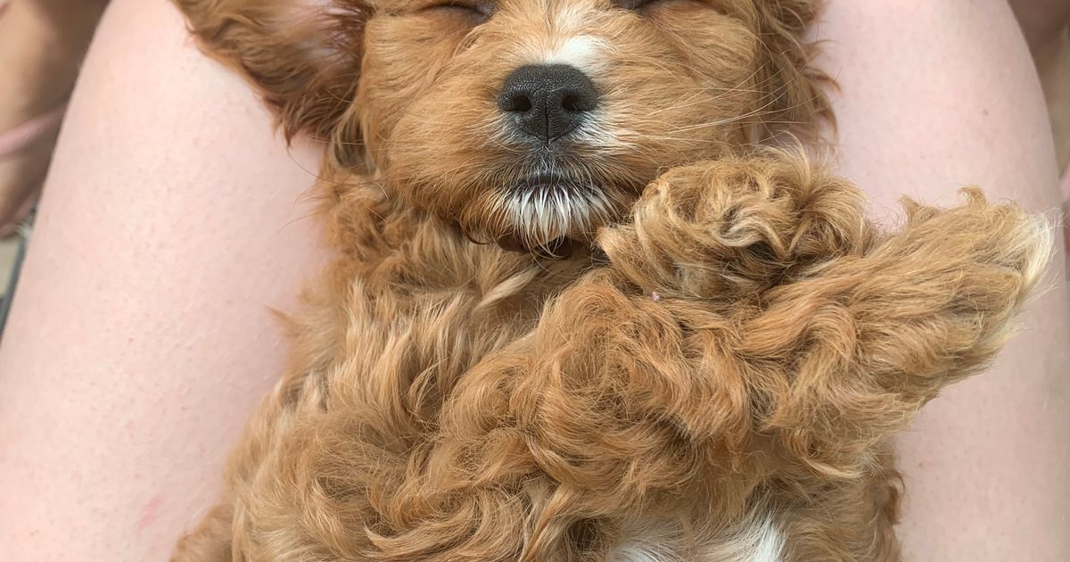 Qld Cavoodles First Generation., responsible breeder in Queensland ...