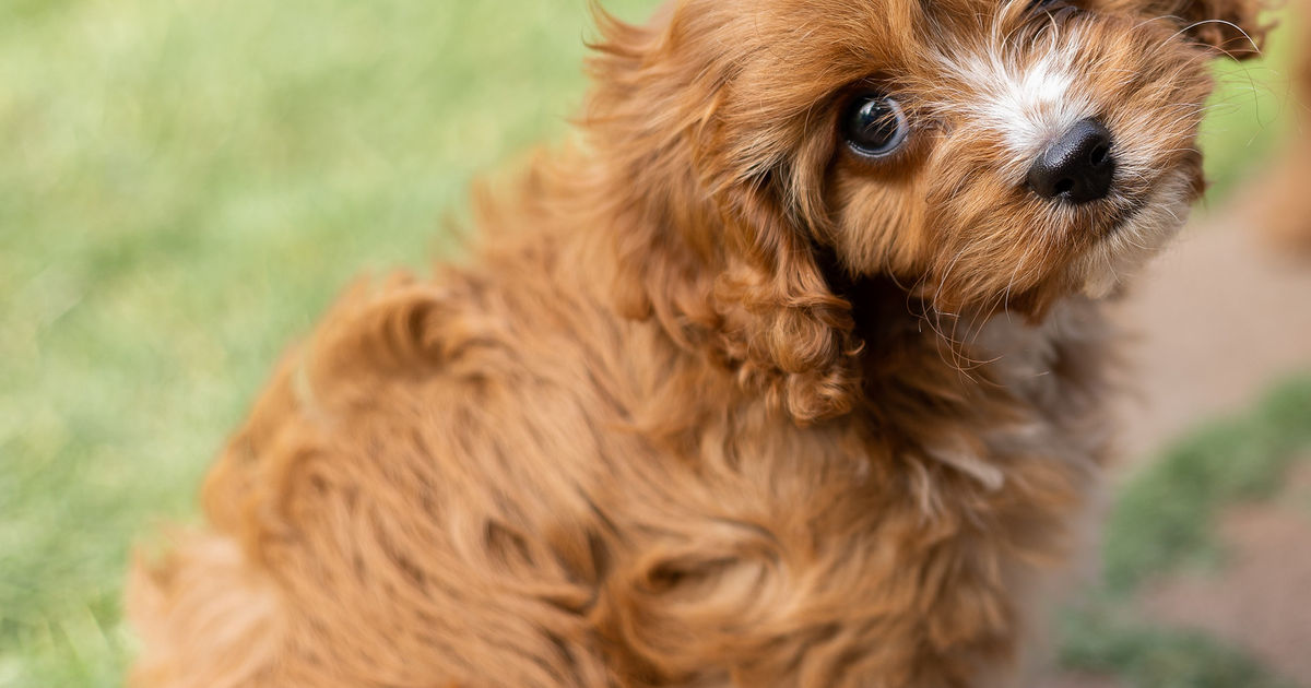 Qld Cavoodles First Generation., responsible breeder in Queensland ...