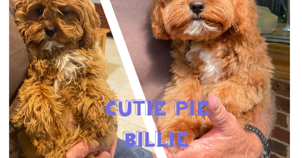 Qld Cavoodles First Generation., responsible breeder in Queensland ...