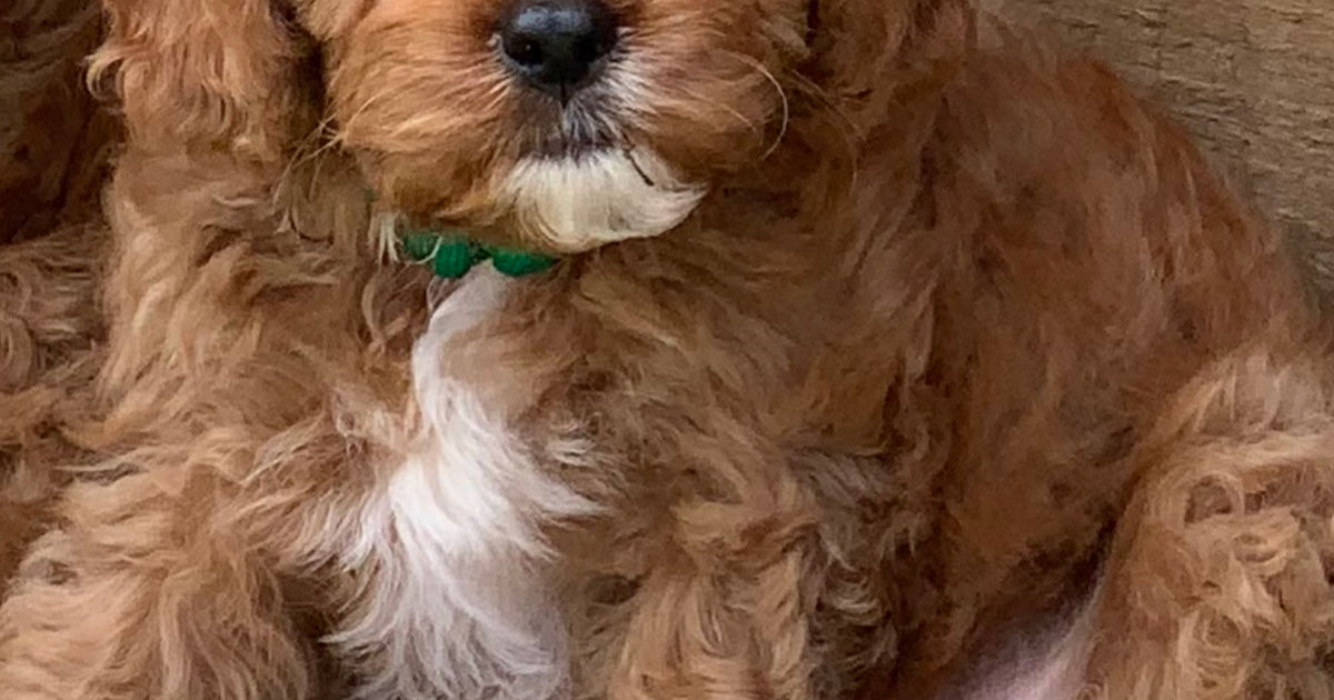 Qld Cavoodles First Generation., responsible breeder in Queensland ...