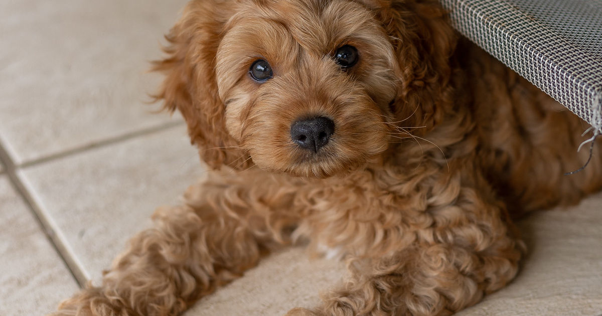 Qld Cavoodles First Generation., responsible breeder in Queensland ...