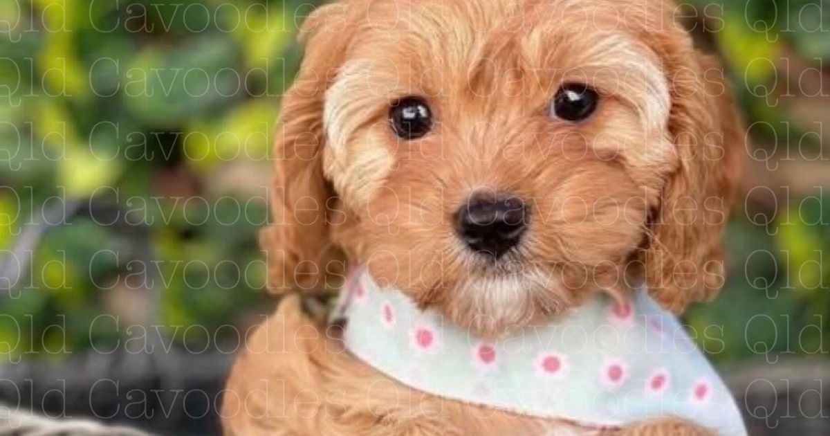 Qld Cavoodles First Generation., responsible breeder in Queensland ...