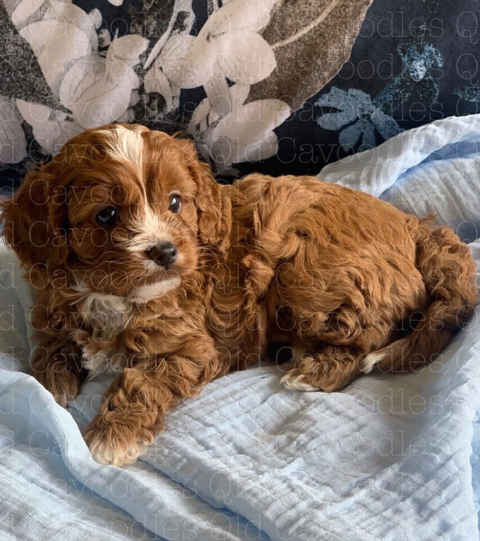 Qld Cavoodles First Generation., responsible breeder in Queensland ...