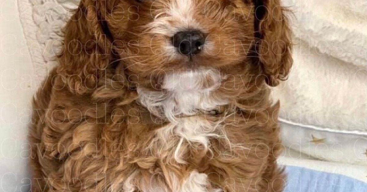 Qld Cavoodles First Generation., responsible breeder in Queensland ...