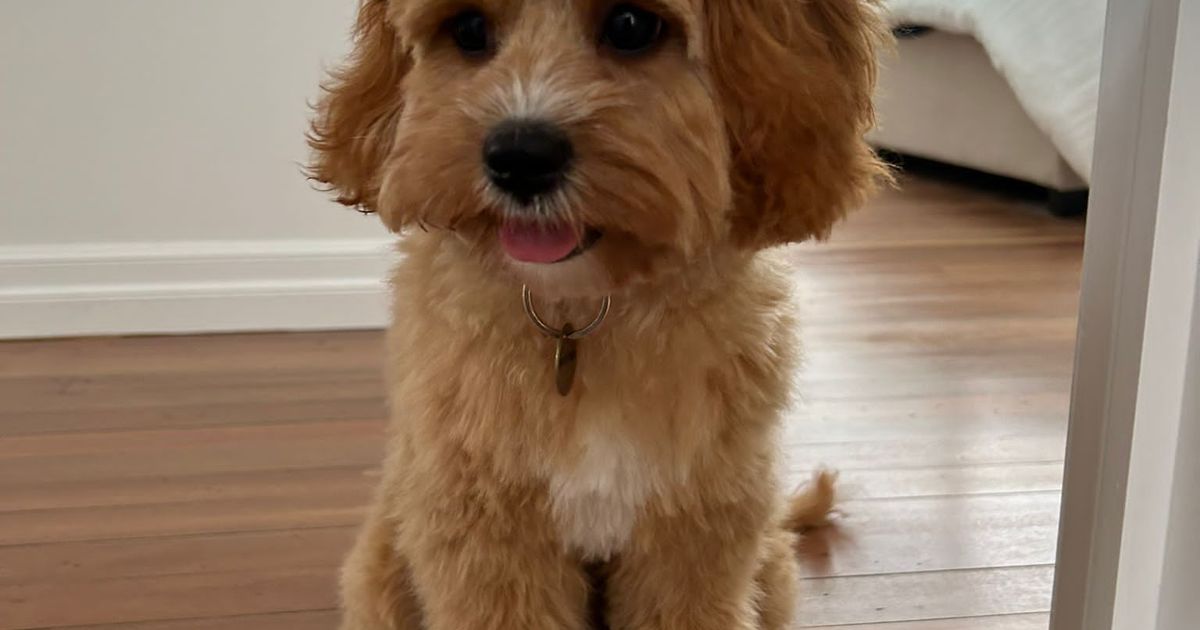 Qld Cavoodles First Generation., responsible breeder in Queensland ...