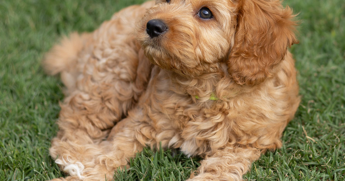 Qld Cavoodles First Generation., responsible breeder in Queensland ...