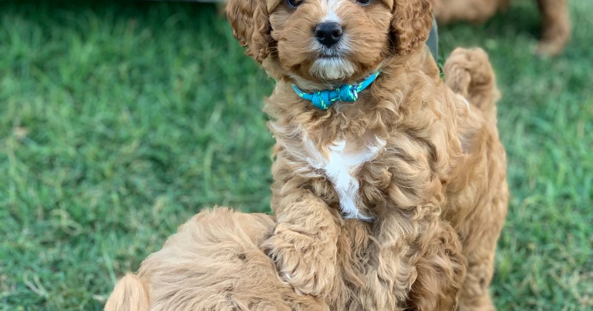Qld Cavoodles First Generation., responsible breeder in Queensland ...