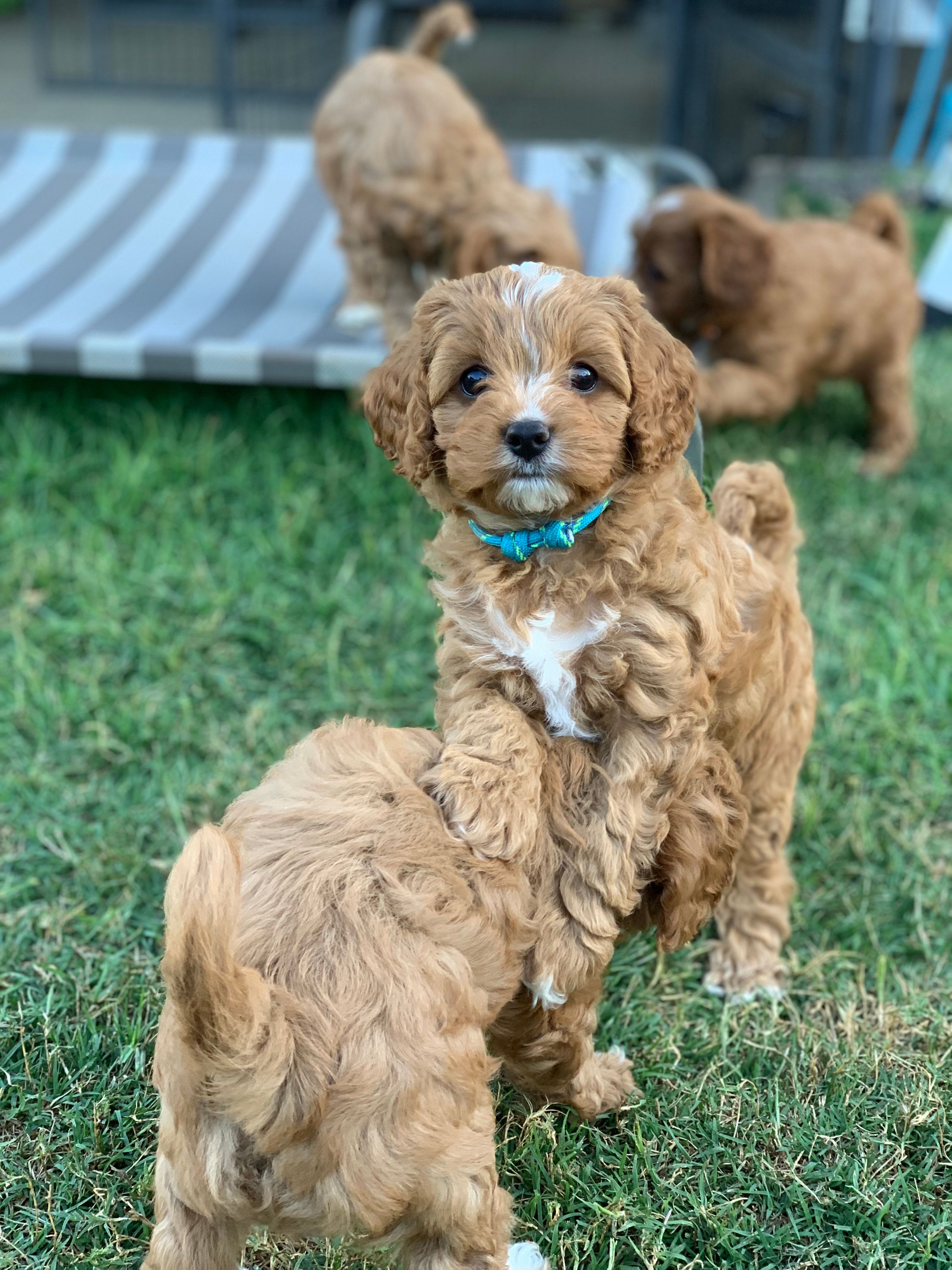 Qld Cavoodles First Generation., responsible breeder in Queensland ...