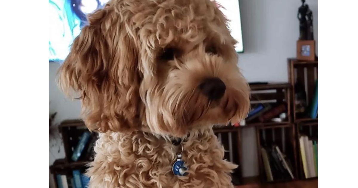 Qld Cavoodles First Generation., responsible breeder in Queensland ...