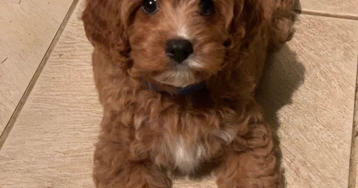 Qld Cavoodles First Generation., responsible breeder in Queensland ...