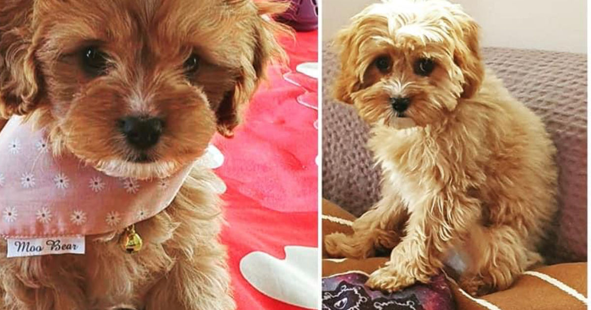 Qld Cavoodles First Generation., responsible breeder in Queensland ...