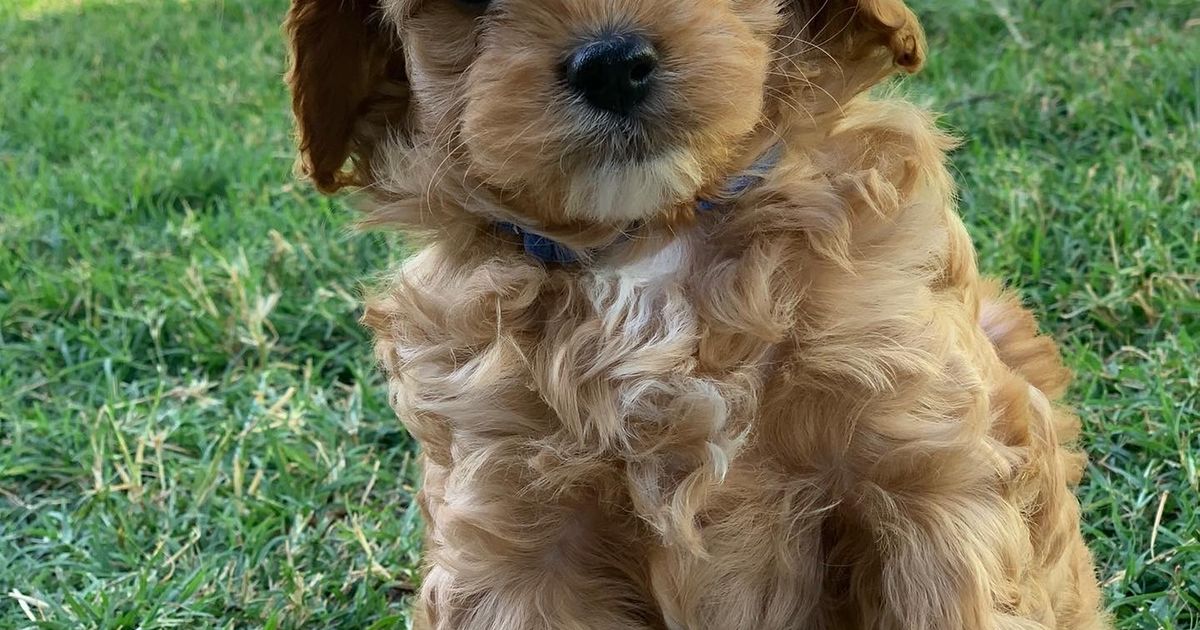 Qld Cavoodles First Generation., responsible breeder in Queensland ...