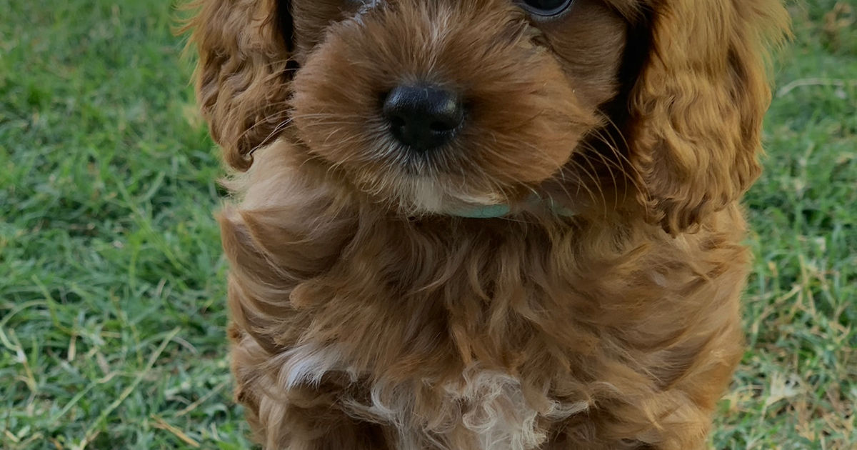 Qld Cavoodles First Generation., responsible breeder in Queensland ...