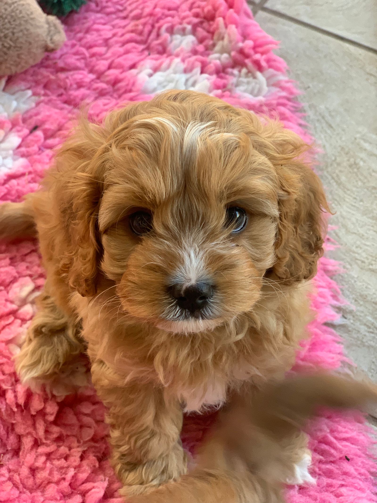 Qld Cavoodles First Generation., responsible breeder in Queensland ...