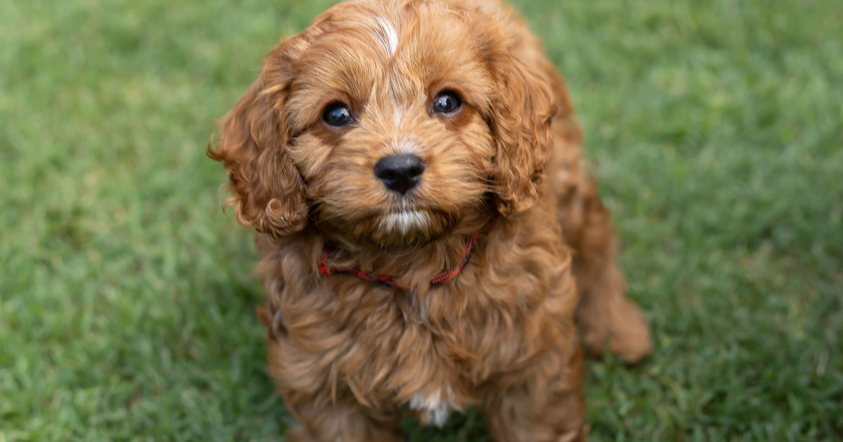 Qld Cavoodles First Generation., responsible breeder in Queensland ...