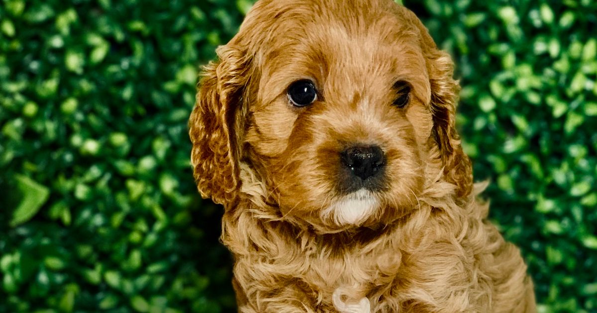 Qld Cavoodles First Generation., responsible breeder in Queensland ...