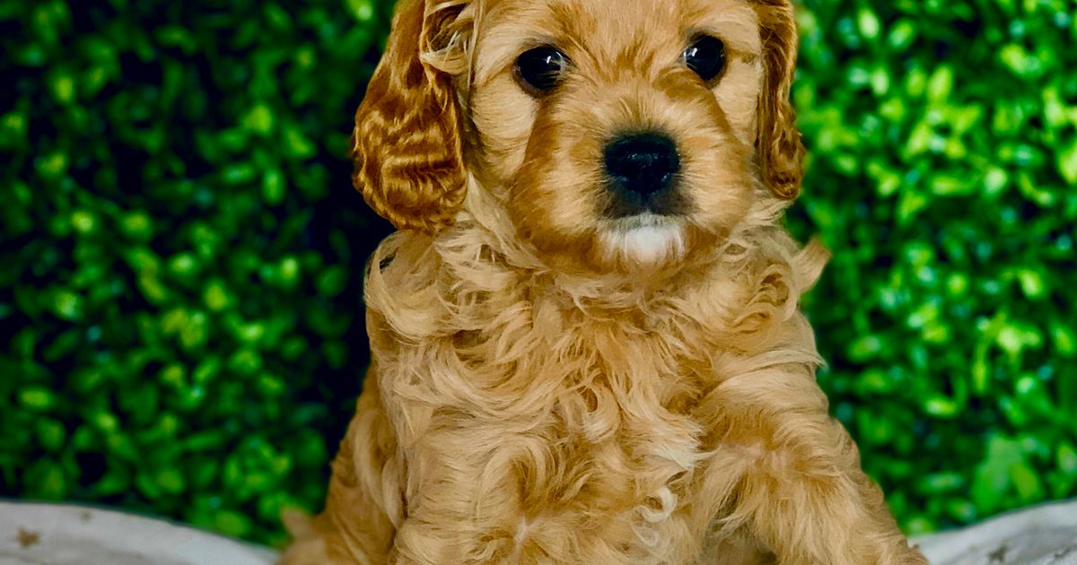 Qld Cavoodles First Generation., responsible breeder in Queensland ...
