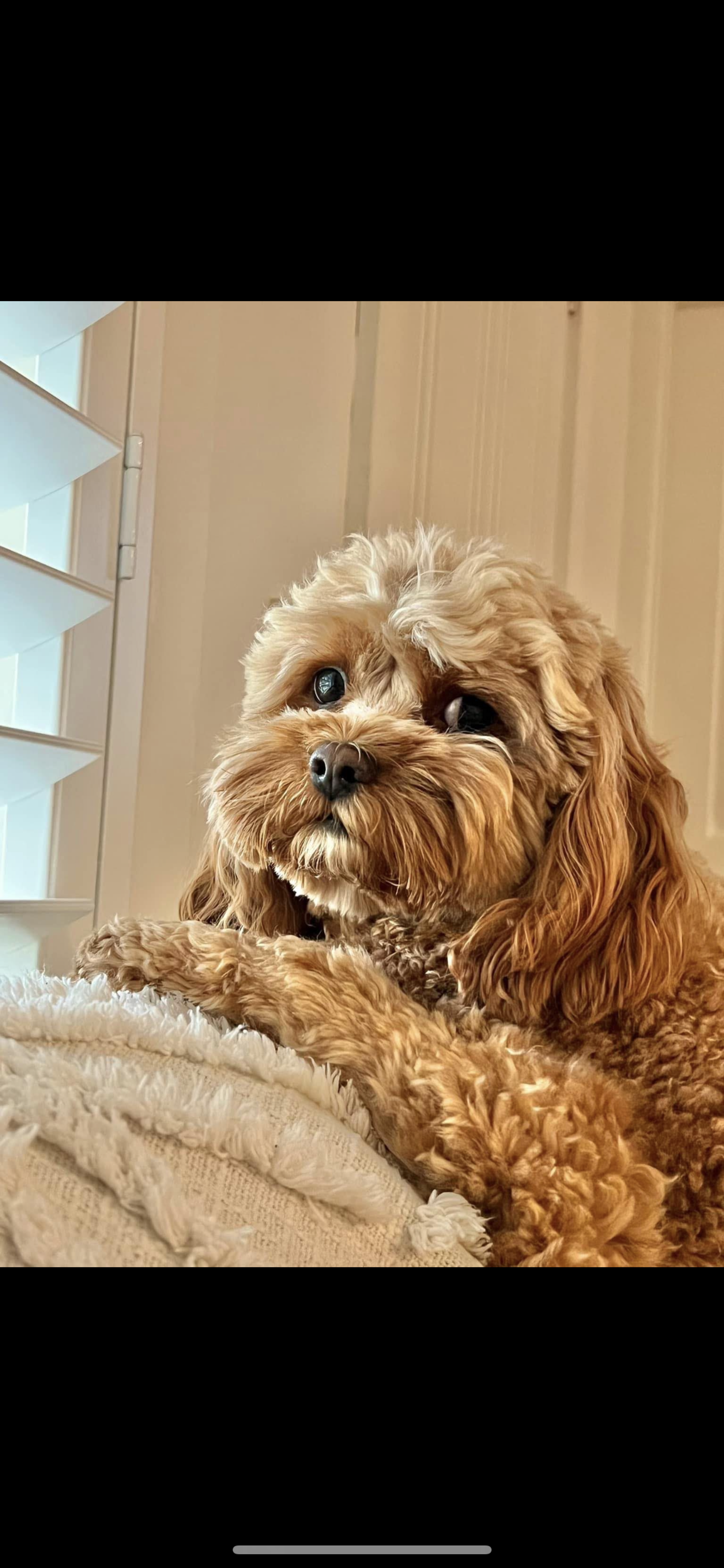 Qld Cavoodles First Generation., responsible breeder in Queensland ...