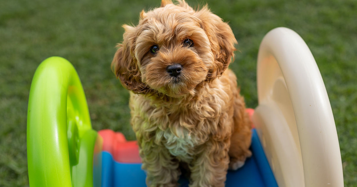Qld Cavoodles First Generation., responsible breeder in Queensland ...