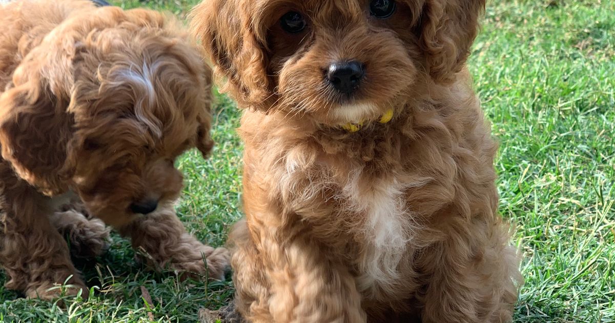 Qld Cavoodles First Generation., responsible breeder in Queensland ...