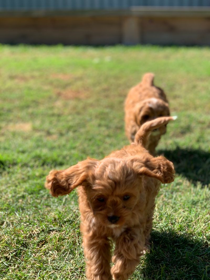 Qld Cavoodles First Generation., responsible breeder in Queensland ...
