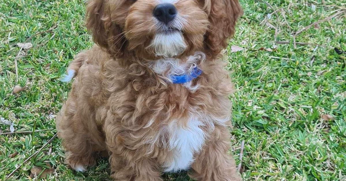 Qld Cavoodles First Generation., responsible breeder in Queensland ...