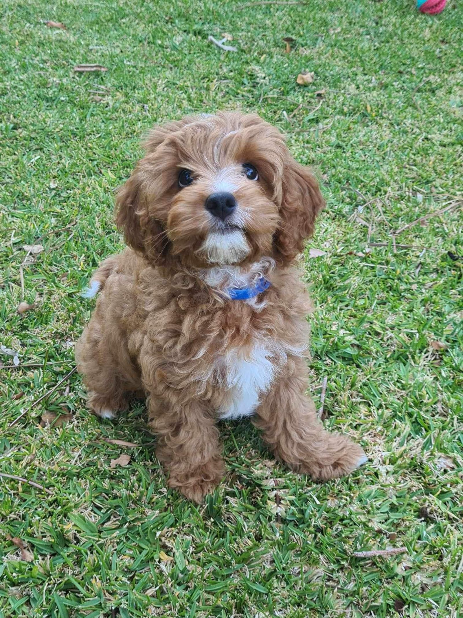 Qld Cavoodles First Generation., responsible breeder in Queensland ...