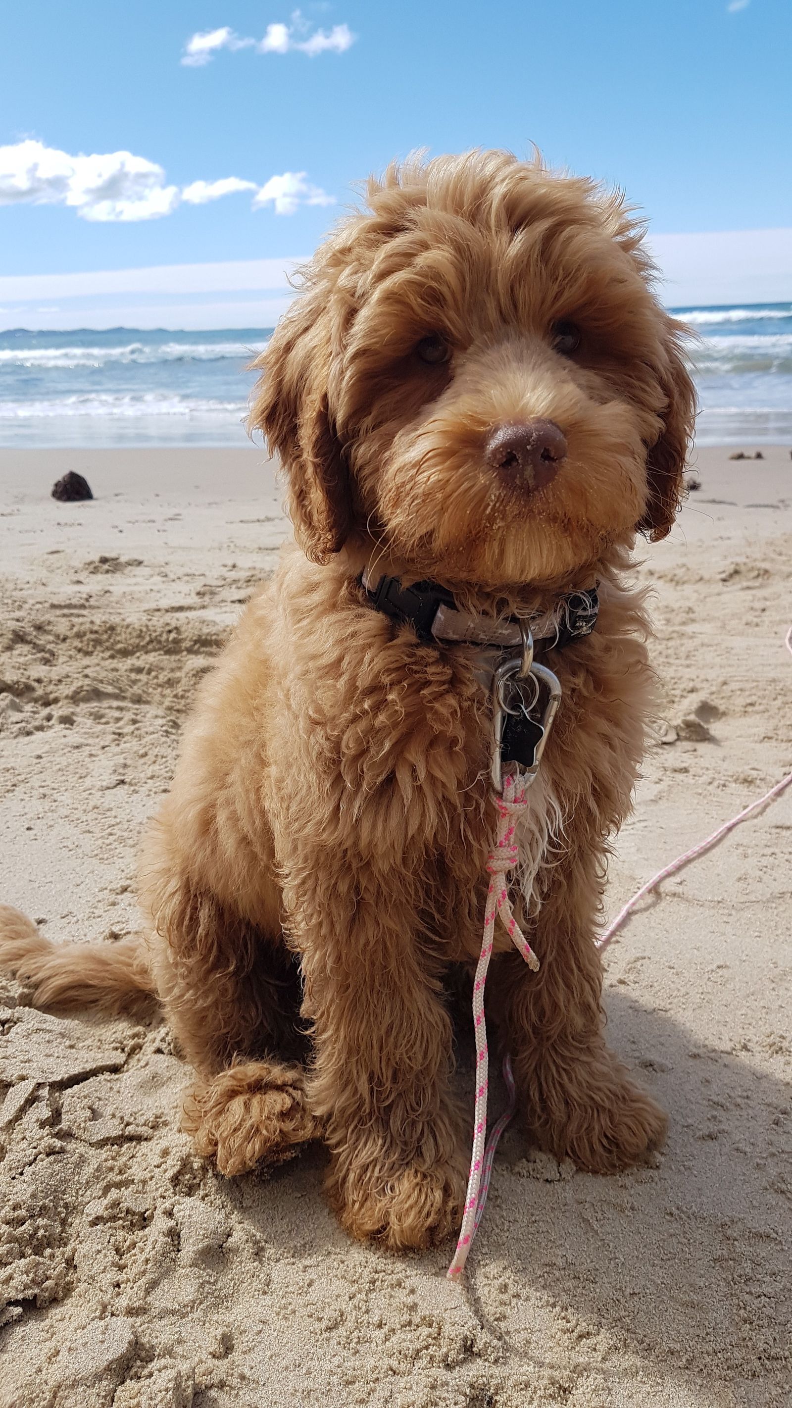 Ausmate Australian Cobberdog, responsible breeder in New South Wales ...