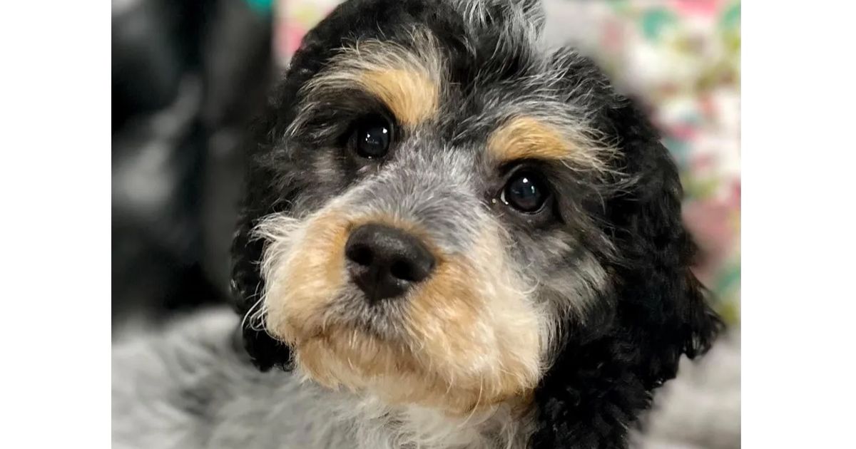 PepperTree Lane Spoodles, responsible breeder in Western Australia ...