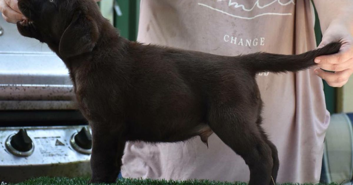 Copperkee Labradors, responsible breeder in Queensland - RightPaw