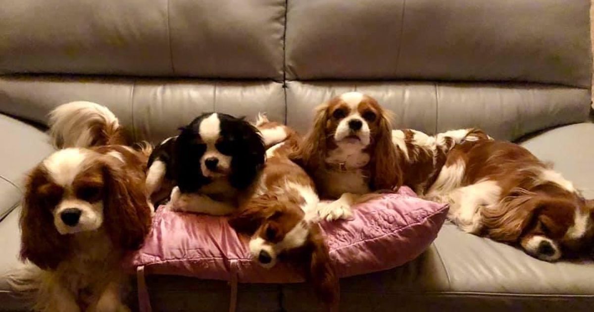 Kamontry Cavaliers, responsible breeder in Queensland - RightPaw