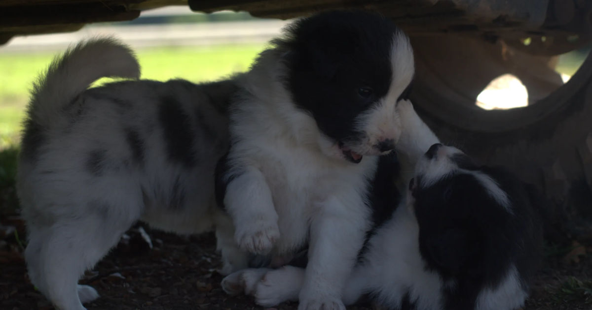 Boots and Clydes Border Collies, responsible breeder in New South Wales ...