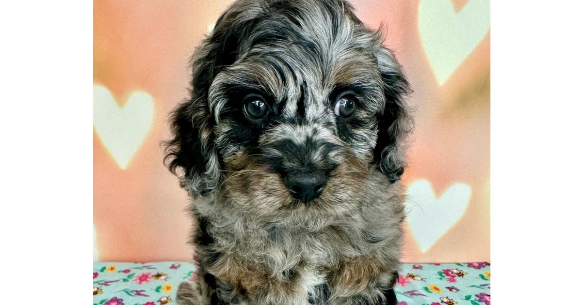 Peppertree Lane Cavoodles, responsible breeder in Western Australia ...