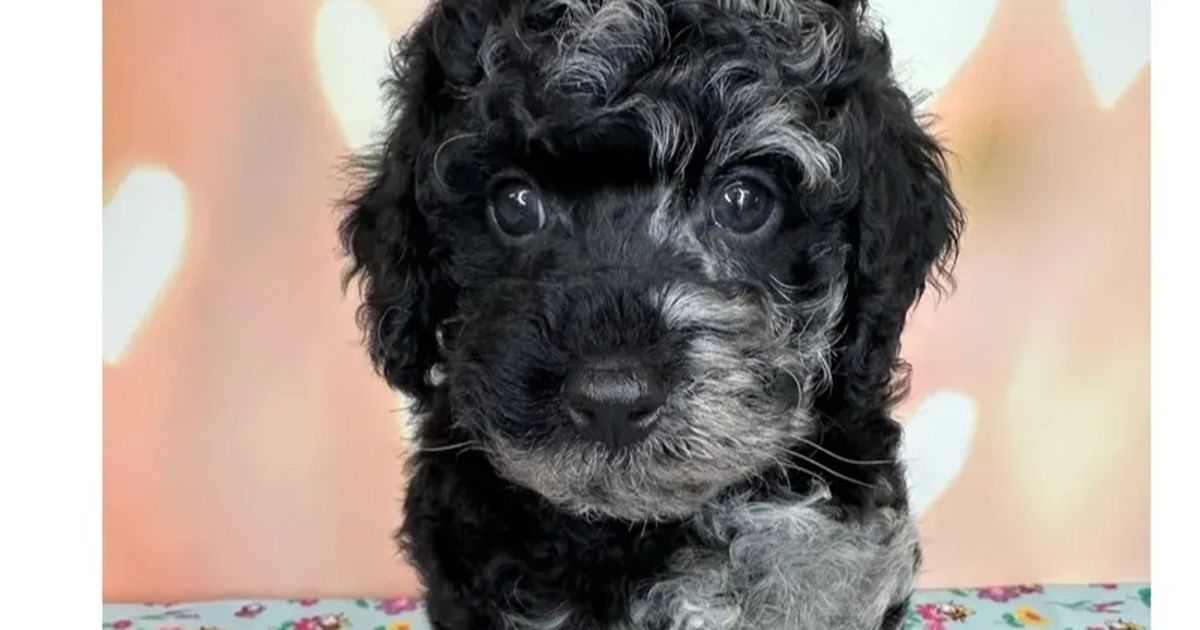 Peppertree Lane Cavoodles, responsible breeder in Western Australia ...
