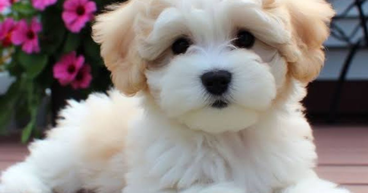 ICBOO Malshipoo, responsible breeder in New South Wales - RightPaw