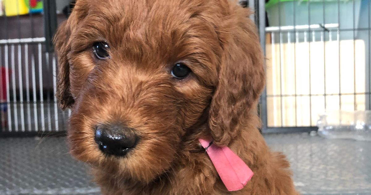 Inja AUSTRALIAN Labradoodles - Multigen - WALA, responsible breeder in ...