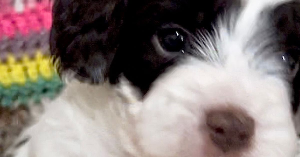 Robyn's Cavoodles, responsible breeder in New South Wales - RightPaw