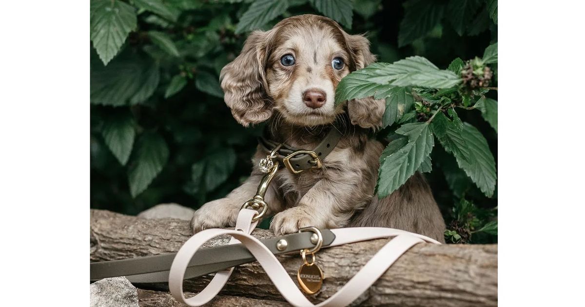 Long Dog Squad Miniature Dachshunds, responsible breeder in Queensland ...